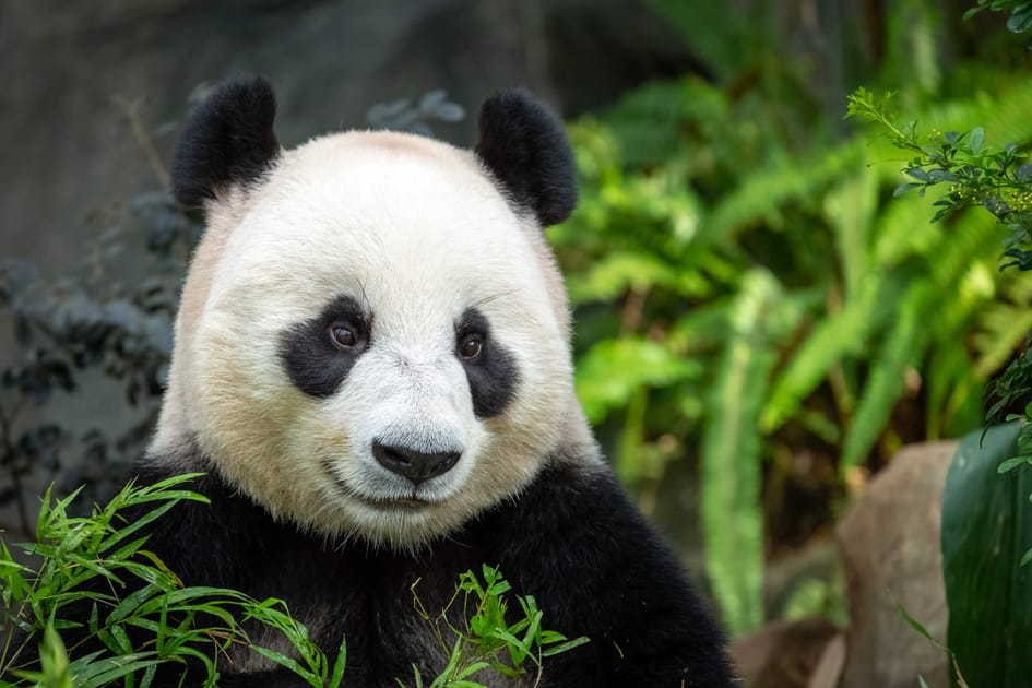 UN: One Million Species At Risk of Extinction | Engoo 每日新闻