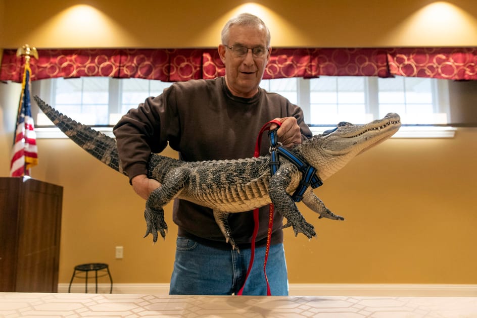 Man Says Emotional Support Alligator Helps His Depression | Engoo 每日新聞
