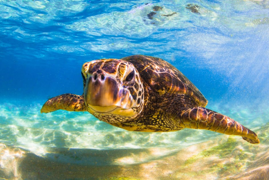 Climate Change Threatens Endangered Green Sea Turtles | Engoo 每日新聞