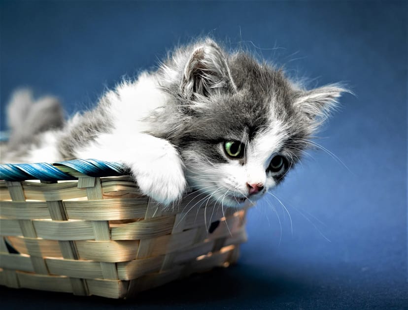Company Creates First Cloned Cat in China | Engoo 每日新闻