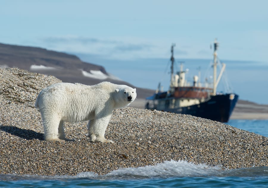 Animals at Risk from Increased Arctic Shipping | Engoo Daily News
