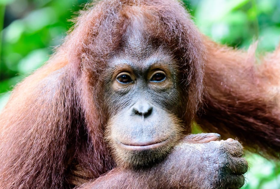 New Orangutan Species Discovered in Indonesia | Engoo 每日新聞