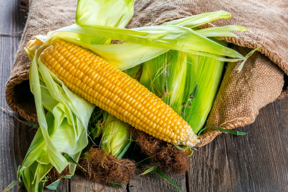 US Researchers Genetically Modify Corn to Boost Nutritional Value ...