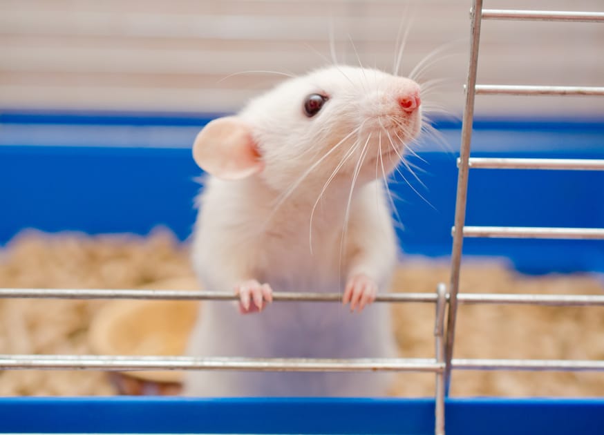 Stem Cells Help Paralyzed Mice Walk | Engoo Daily News