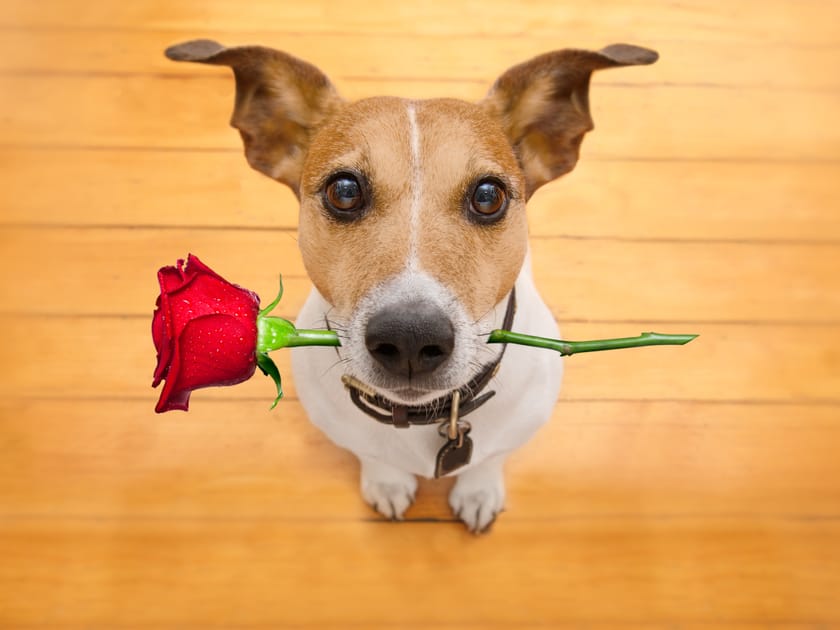 Find the Perfect Pet on 'Tinder with Dogs' | Engoo Daily News