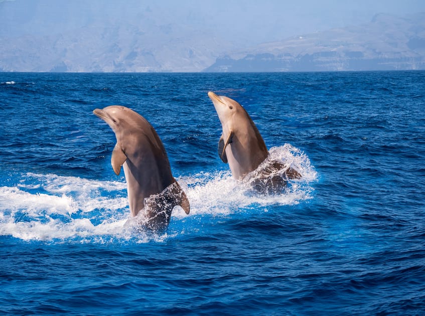 Dolphin Whistle Researchers Win $100,000 Prize | Engoo 每日新聞