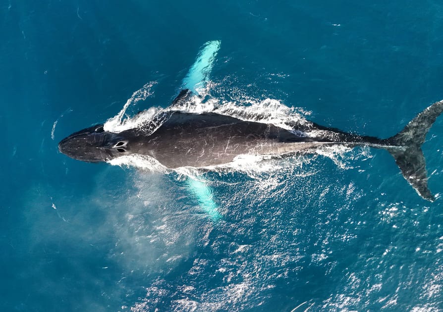 Humpback Whales Use Bubbles to Hunt | Engoo Daily News