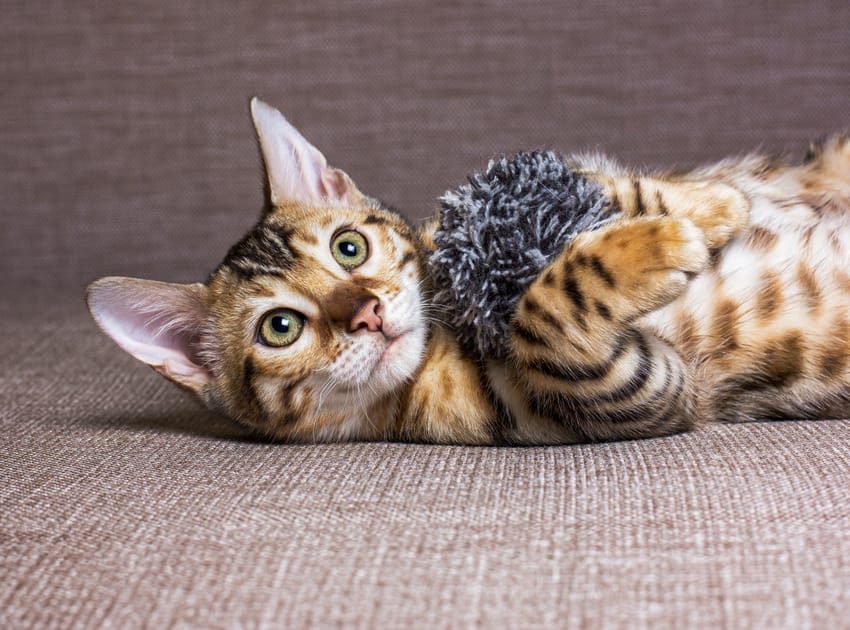 Cats Play Fetch on Their Own Terms, Study Says | Engoo Daily News