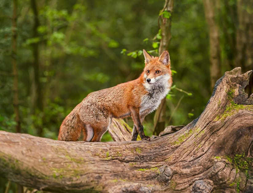 The Fox Project: An Ambulance Service for Foxes | Engoo 데일리뉴스