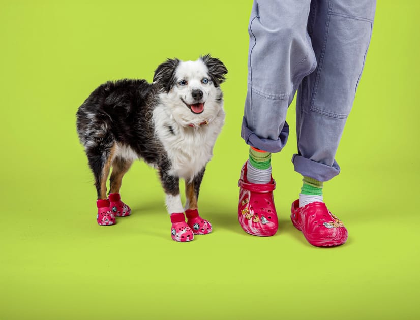 Crocs Releases Matching Shoes for Dogs, Owners | Engoo Daily News