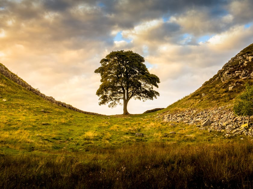 Two Men Charged with Cutting Down Iconic UK Tree | Engoo 每日新闻