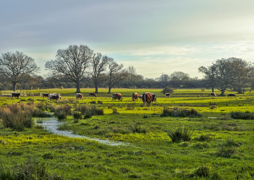 Walk on the Wild Side at England's Knepp Estate | ข่าวประจำวัน Engoo
