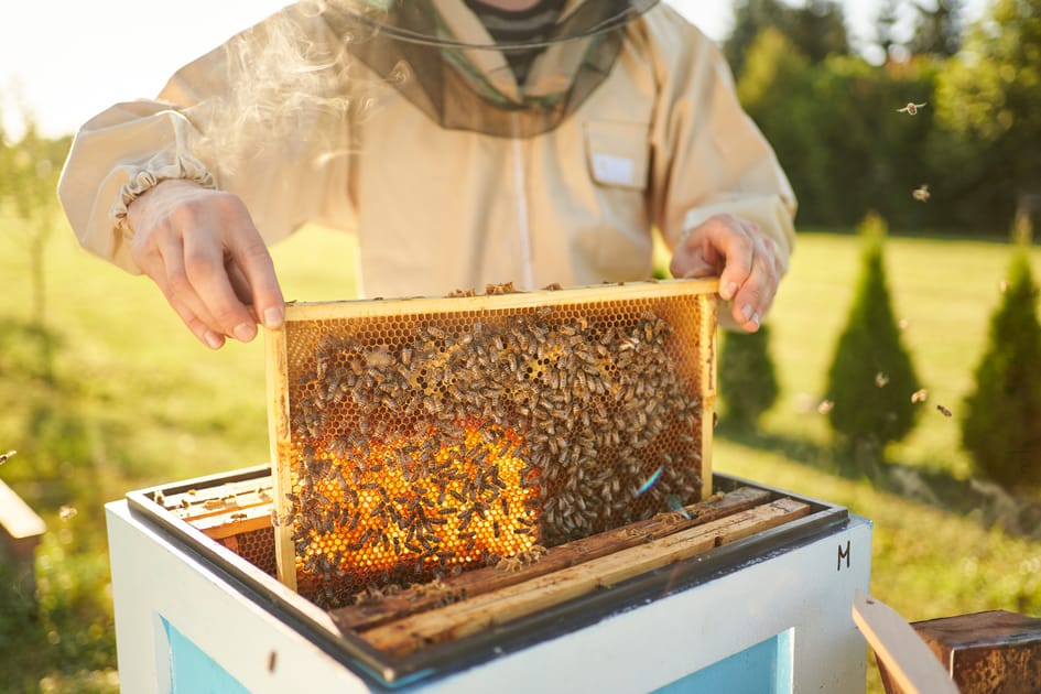 Hibernating Bees Can Survive 7 Days Underwater | Engoo 每日新聞