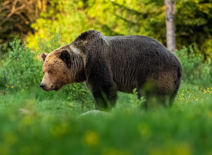 AI Bear Detection Systems Introduced in Japan | Engoo Daily News