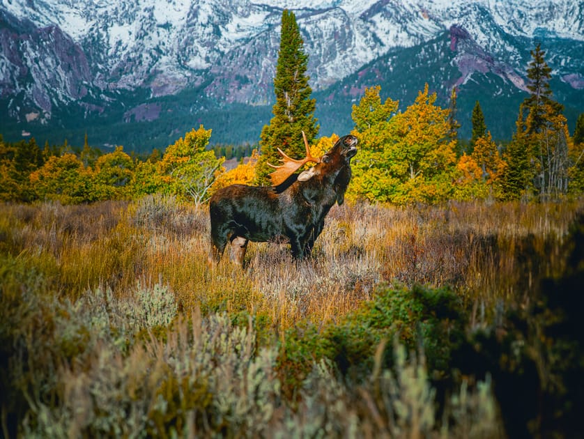 Millions Watch Sweden's Moose Migration Livestream | Engoo Daily News