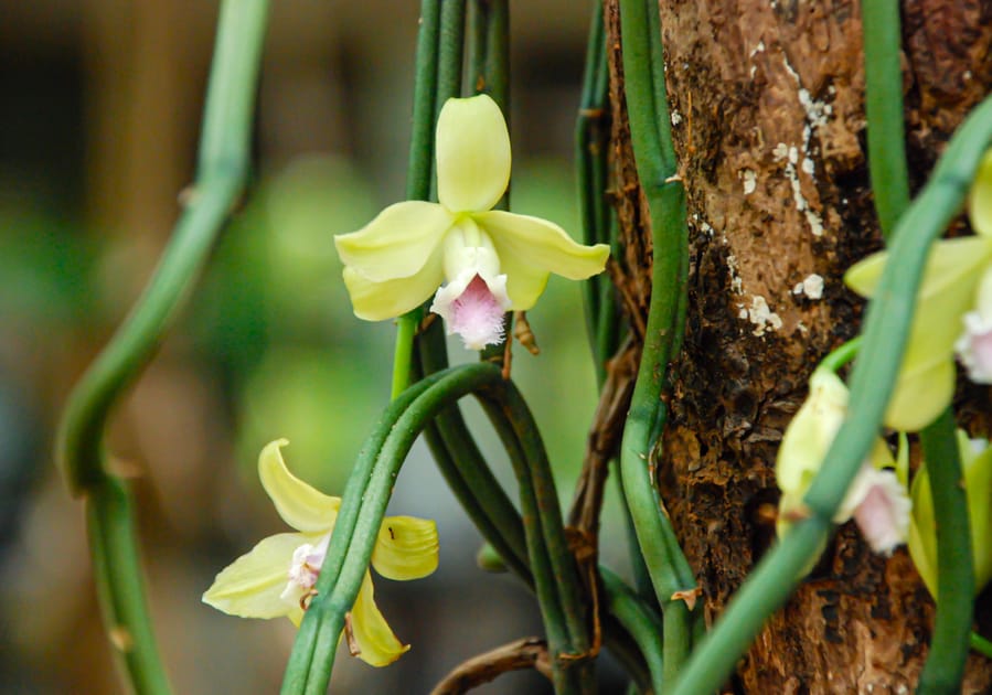 How a 12-Year-Old Boy Brought Vanilla to the World | ข่าวประจำวัน Engoo