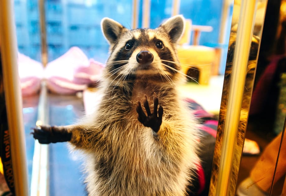 New Laws Tame South Korea's Wild Animal Cafes | Engoo 每日新聞