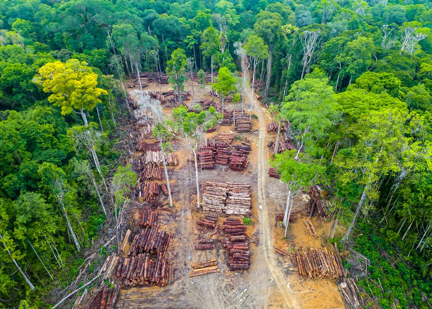 Rainforest Cut Down to Build Road to Climate Summit | Engoo 每日新闻