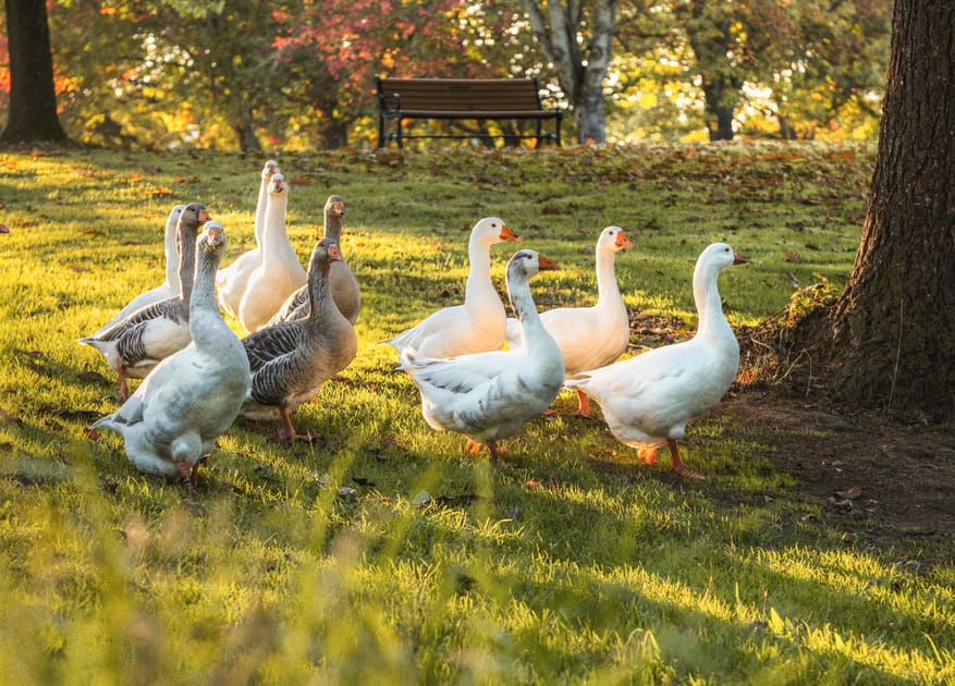 The IT Expert Who Became a Goose Farmer | Engoo Daily News