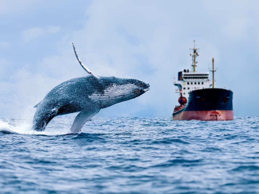 Iceland Allows Whaling to Resume After Temporary Ban | ข่าวประจำวัน Engoo