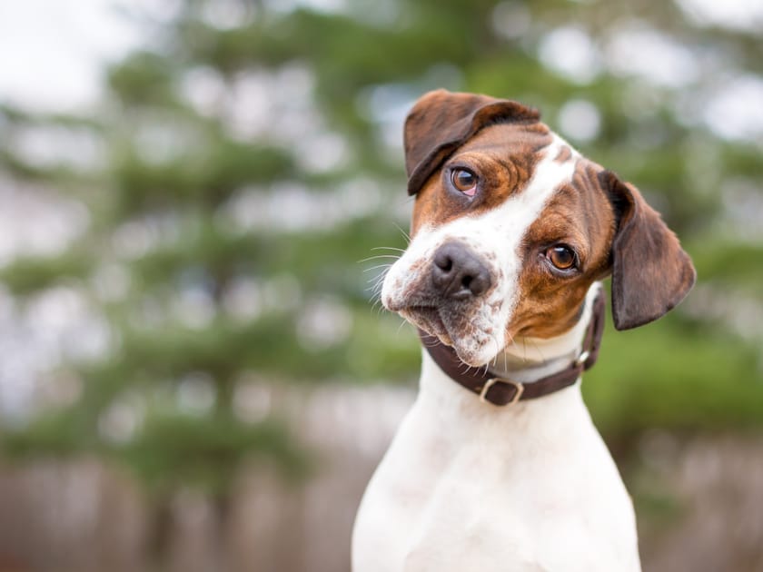 Some Dogs Can Learn Names Through Overhearing | Engoo Daily News