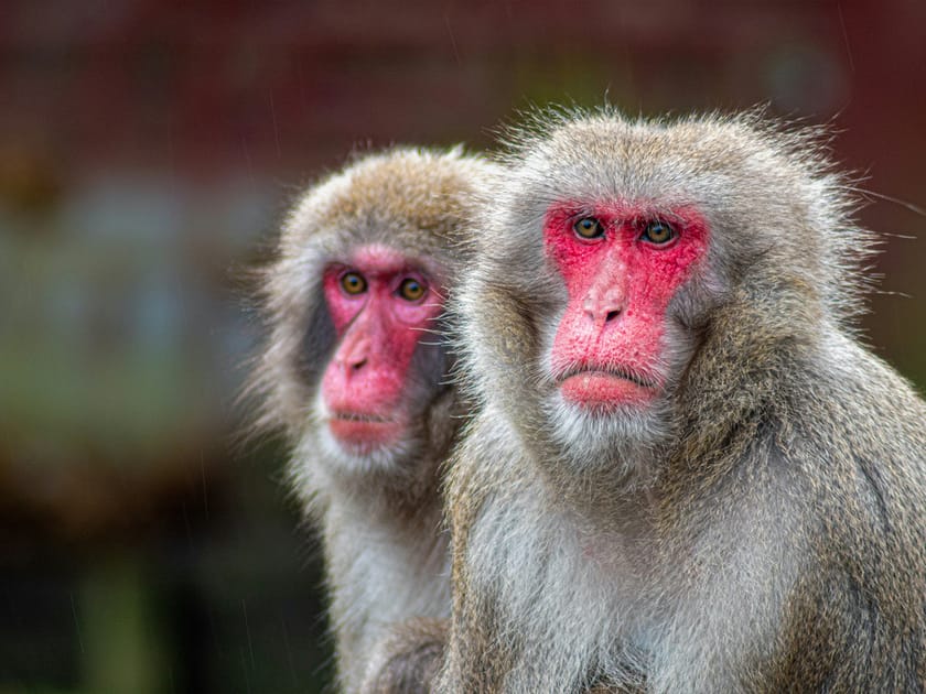 The People Chasing Monkeys Out of Japan's Villages | Engoo 每日新聞