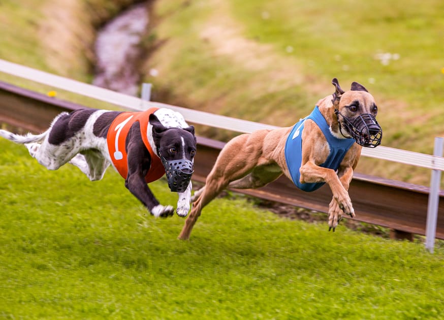 New Zealand to Ban Greyhound Racing | Engoo 每日新闻