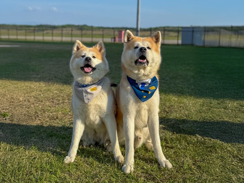 Akita Dogs Made Airport Directors in Japan | ข่าวประจำวัน Engoo