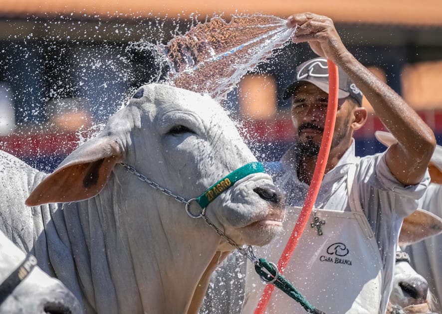 Brazil's Viatina-19 Is the World's Most Expensive Cow | Engoo 每日新聞