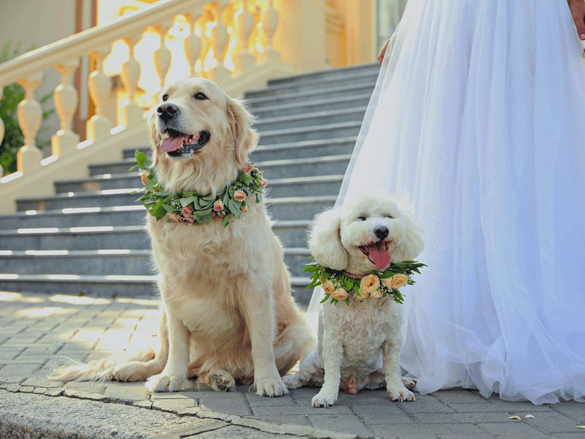Pet Weddings Becoming More Popular in China | Engoo 每日新闻