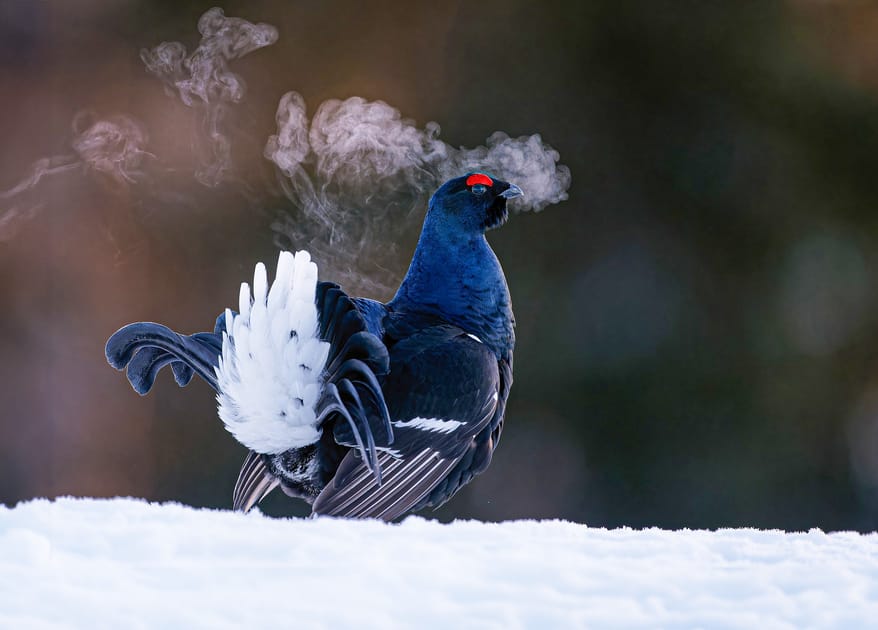 Bird Photographer of the Year Winners Announced | Engoo Daily News