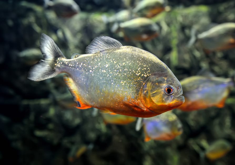 do piranhas attack humans