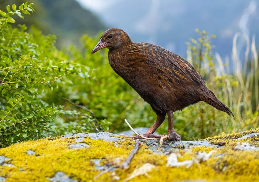 Reality TV Star Apologizes for Killing Protected NZ Bird | Engoo Daily News