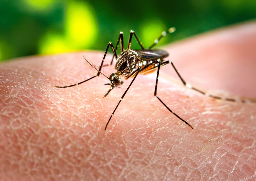 Mosquitoes Can Learn to Like the Smell of Repellent | Engoo Daily News