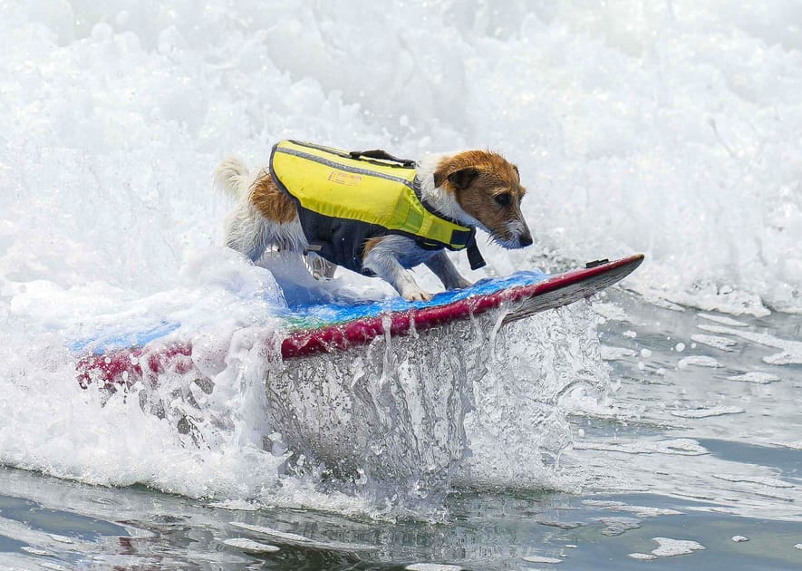 Meet Efruz, the Surf-Loving Dog in Peru | Engoo Daily News