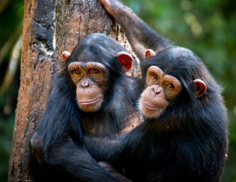 Apes Remember Their Friends' Faces for up to 26 Years | Engoo 每日新聞