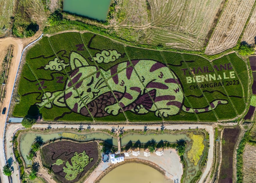 Thai Farmer Turns Rice Fields into Huge Cat Artworks | Engoo 데일리뉴스