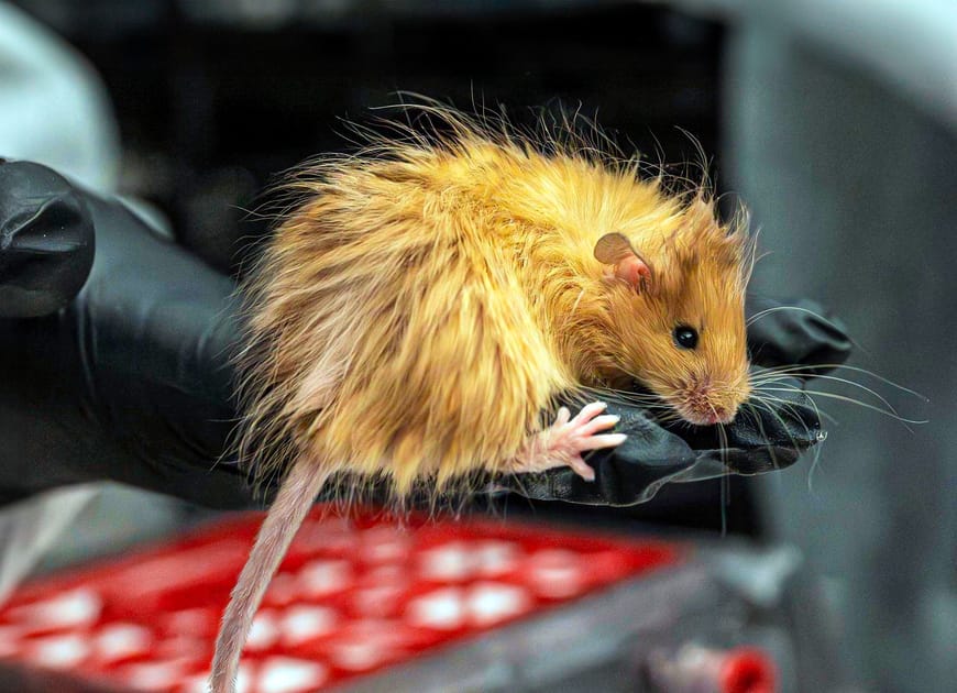 Mammoth Recreation Project Creates 'Woolly Mice' | Engoo 데일리뉴스