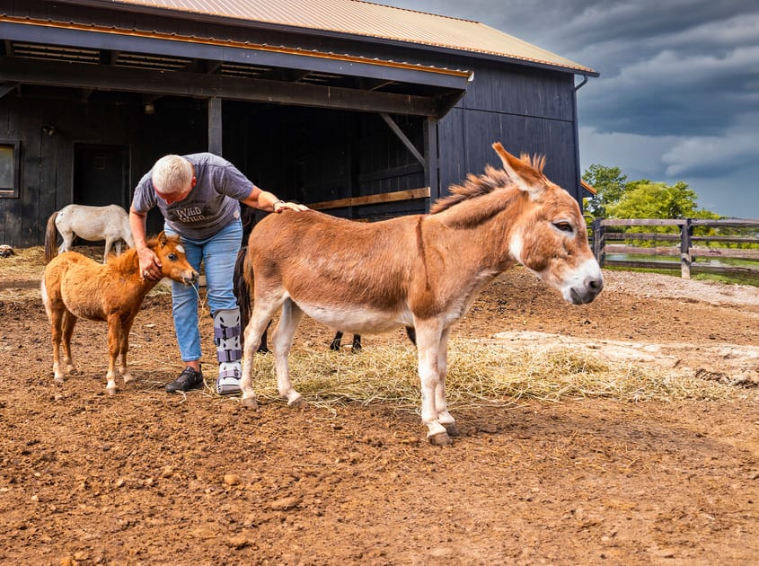 Adorable Mini-Farm Animals Are Growing in Demand | Engoo 每日新聞