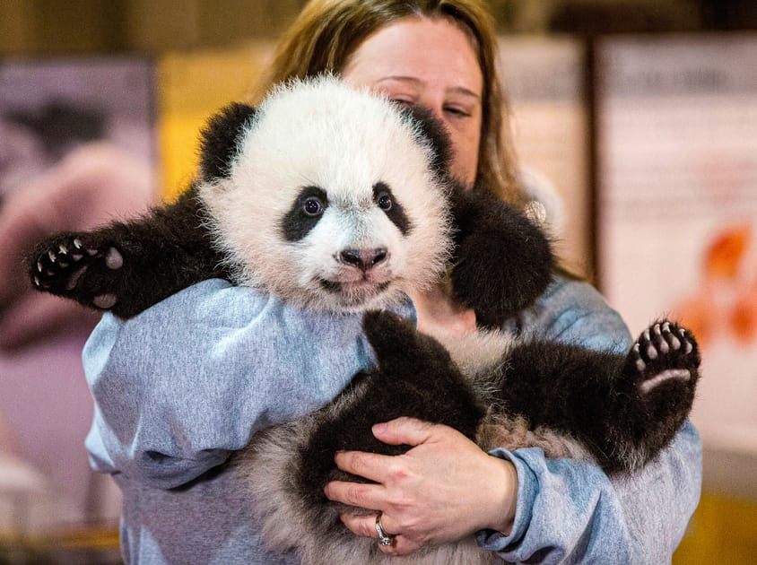 US-China Cooperation Leads to Boost for Giant Pandas | Engoo Daily News