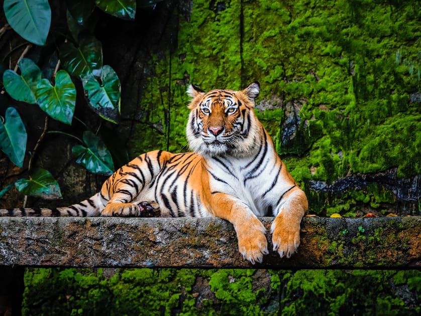 Number of Tigers in India Doubled in 12 Years | Engoo Daily News