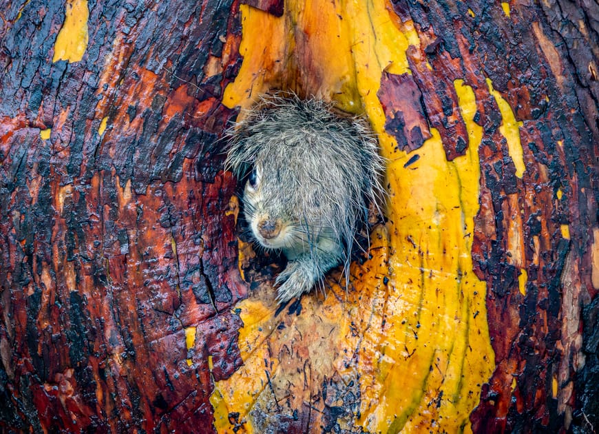 2025 Comedy Wildlife Photography Winner Revealed | Engoo Daily News