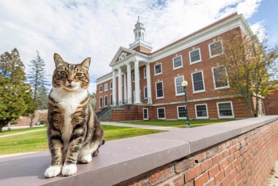 US University Gives Cat Honorary Degree | ข่าวประจำวัน Engoo