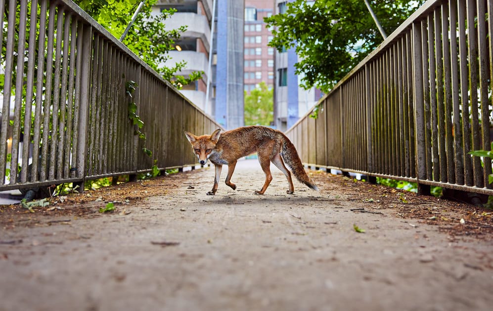 Urban Fox Wins British Wildlife Photography Awards | Engoo Daily News