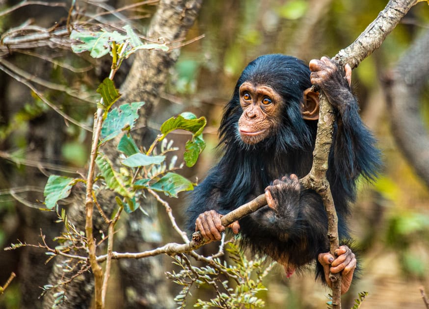 Just Like Us: Chimps Follow Fashion | Engoo 每日新聞