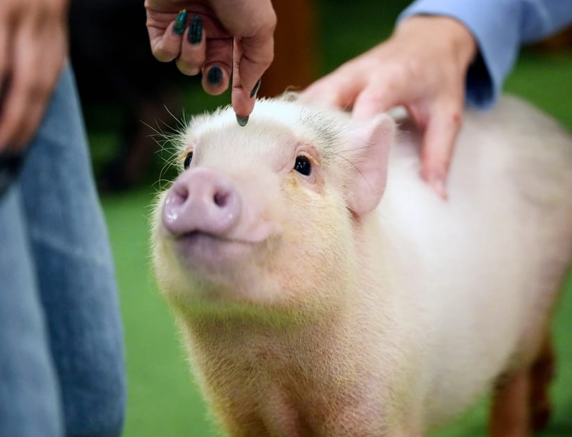 Pig Cafes Are Trending in Japan | ข่าวประจำวัน Engoo