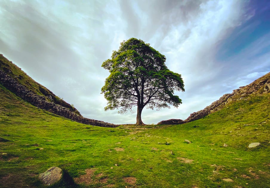 Famous English Tree Given New Lease on Life | Engoo 每日新聞
