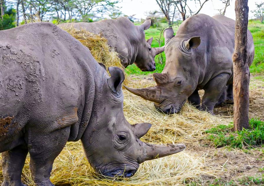 rhino embryo development