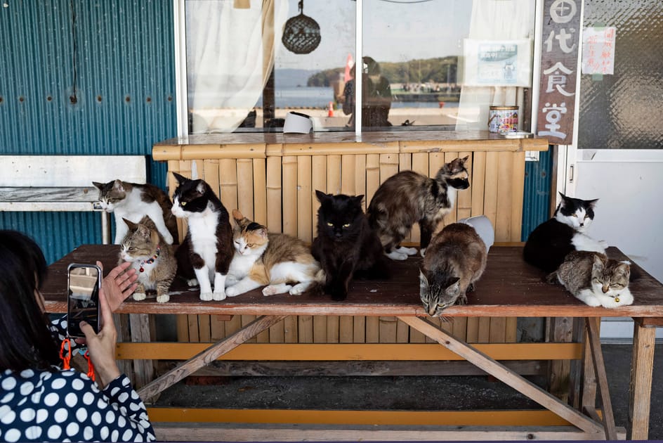 Shrine Honors Cats on Japan's Tashirojima Island | Engoo Daily News