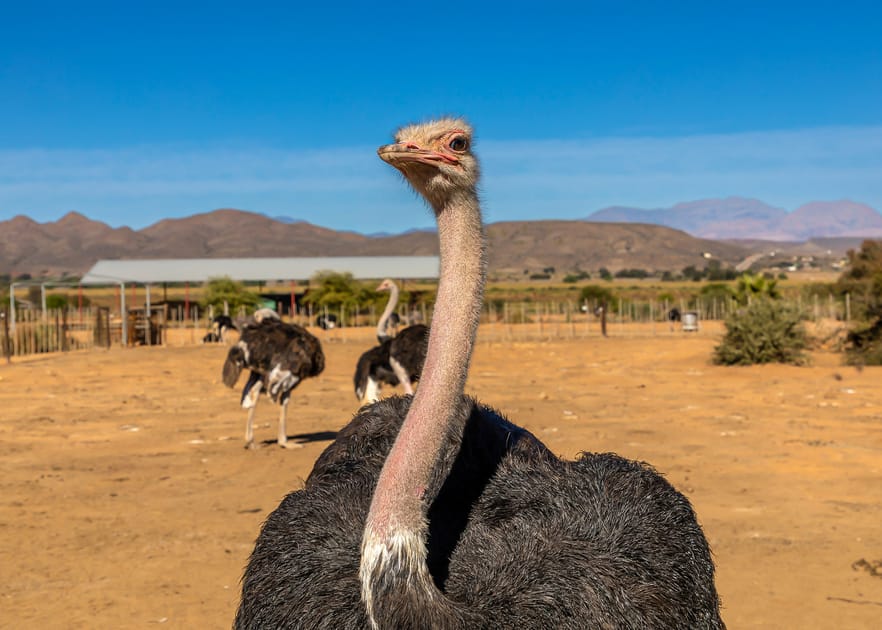 The World's Largest Bird: Fun Facts About Ostriches | Engoo Daily News